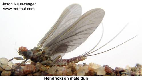 Home [www.flyfishingentomology.com]